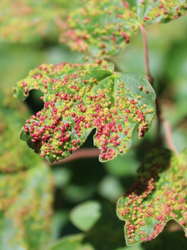 Symptoms Of Leaf Galls In Plants! - Organicbazar Blog