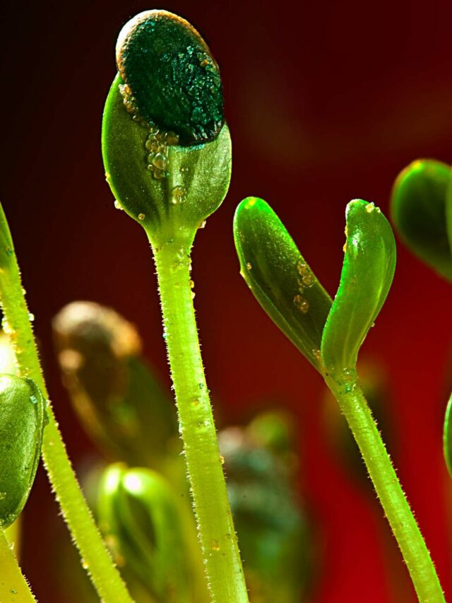 Quick Tips For Fast Seed Germination!