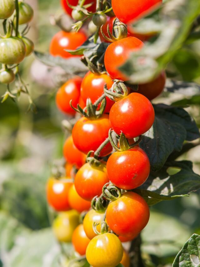 टमाटर की अच्छी पैदावार के लिए अपनाएं ये टिप्स!Tips for good yield of ...