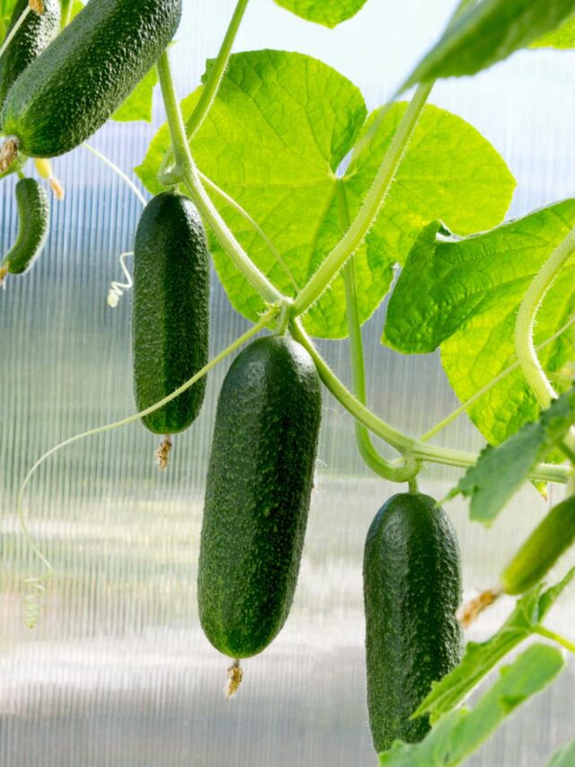 7 Most Popular Climber Vegetable Plants in India! - Organicbazar Blog