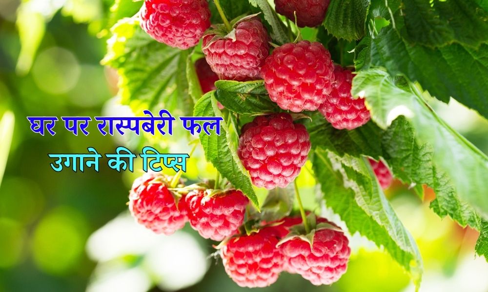 घर पर रास्पबेरी फल उगाना है, तो इन बातों का रखें ध्यान - How To Grow ...