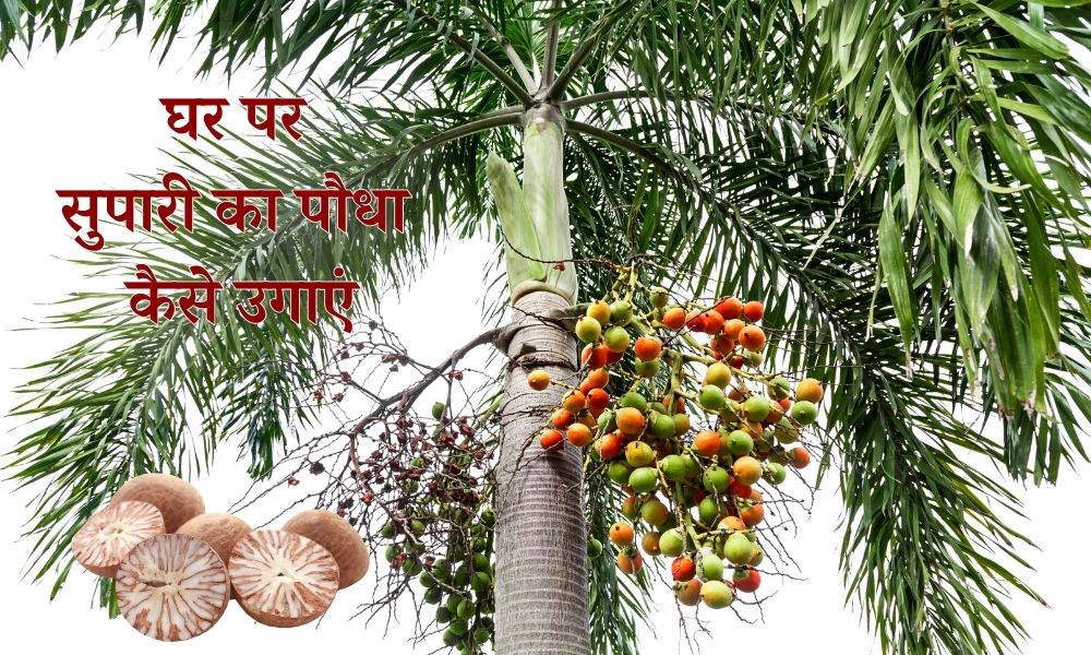 गार्डन में आसानी से लगाया जा सकता है सुपारी का पौधा, जानिए कैसे - How ...