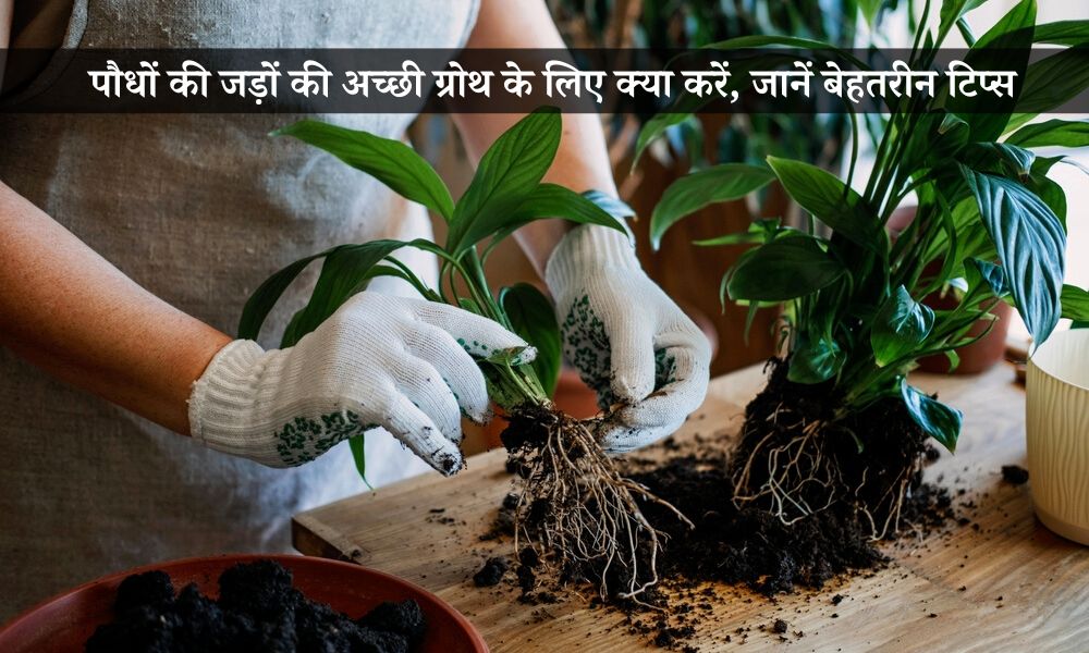कैसे होगी पौधों की जड़ों की अच्छी ग्रोथ, जानें बेहतरीन टिप्स - How To ...