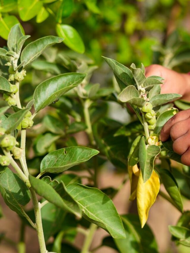 गमले में अश्वगंधा का पौधा कैसे उगाएं! How to grow Ashwagandha plant in ...