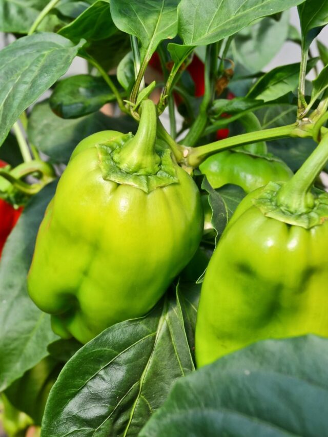 यह तरीका अपनाकर तेज़ी से उगाएं शिमला मिर्च! Grow capsicum faster in pot ...