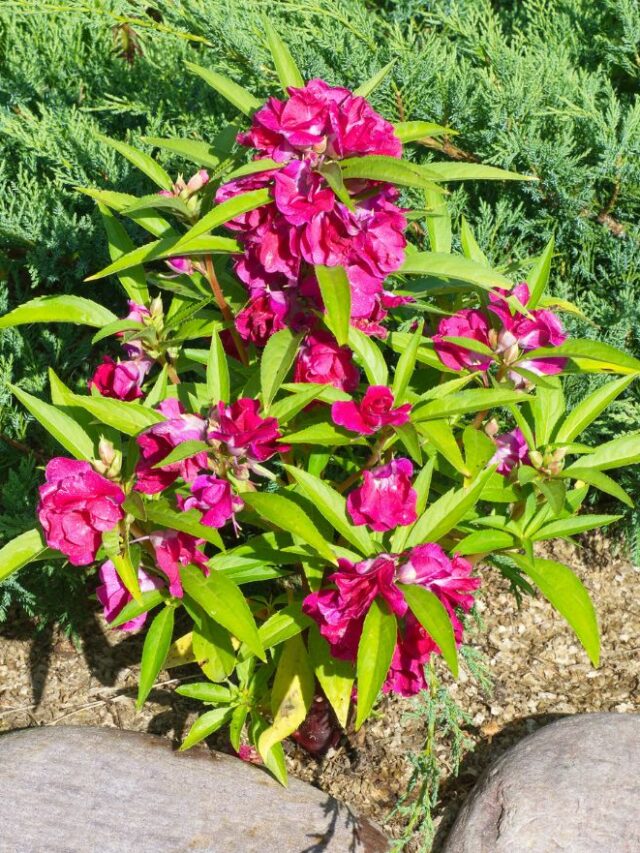 जानिए गर्मियों में कैसे उगाएं बलसम के रंग-बिरंगे फूल! grow colorful ...