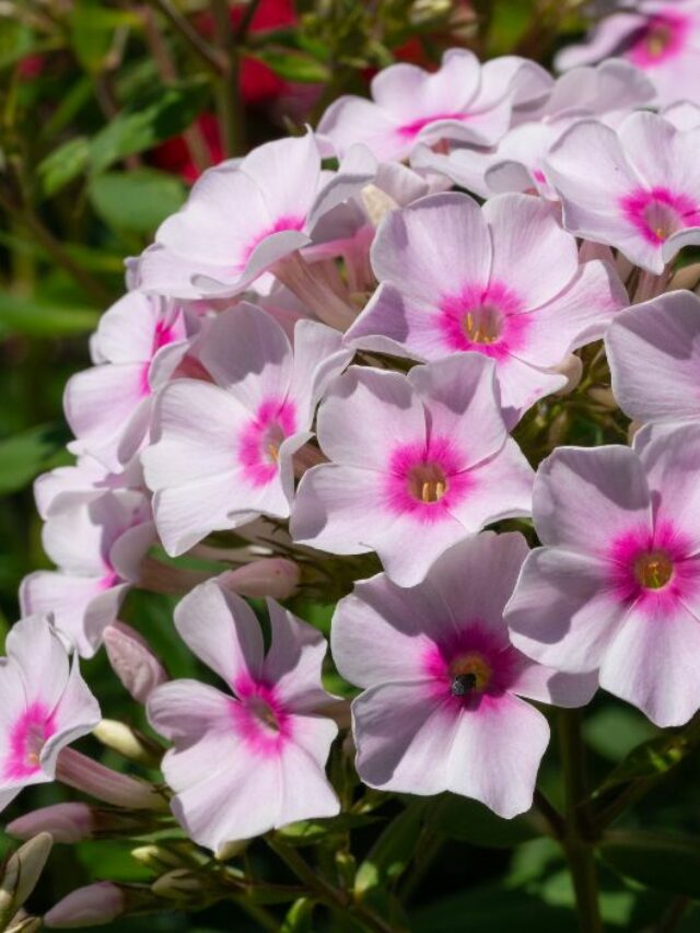 गुच्छेदार फ्लॉक्स फूल के पौधे कैसे उगाएं! Grow Tufted Phlox Flower ...