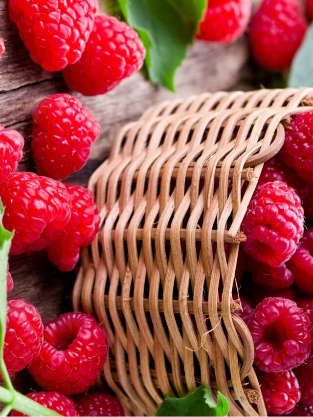 भारत में रास्पबेरी फल कब और कैसे उगाएं! Grow Raspberry Fruit in India ...