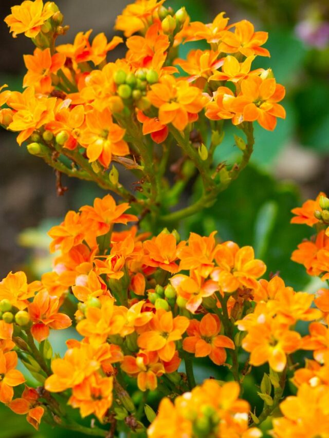 एलिसम फ्लावर के बीज घर में कब और कैसे उगाएं? grow alyssum flower seeds ...