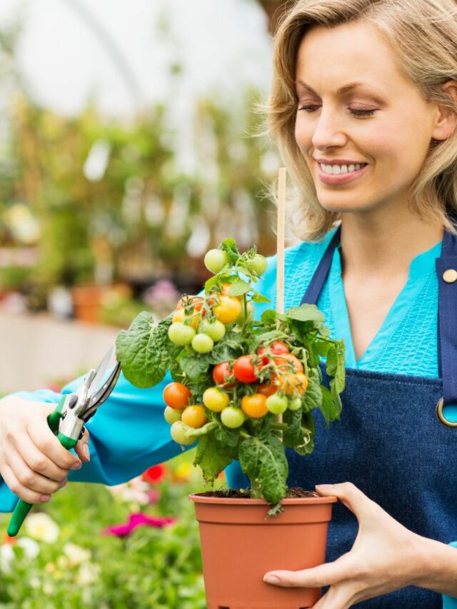 जाने गार्डन में पौधों की प्रूनिंग कब और कैसे करें! How to prune plants - Organicbazar Blog