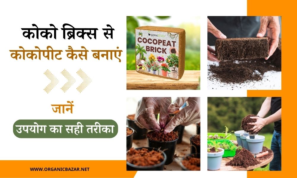 कोको ब्रिक्स का सही से उपयोग कैसे करें, जानें सही तरीका - How To Use ...
