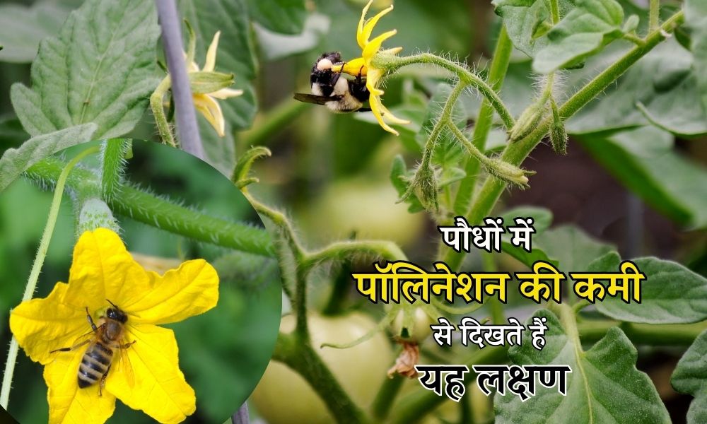 पौधों में पॉलिनेशन की कमी से झड़ते हैं फल-फूल, जानें उपाय - How To ...