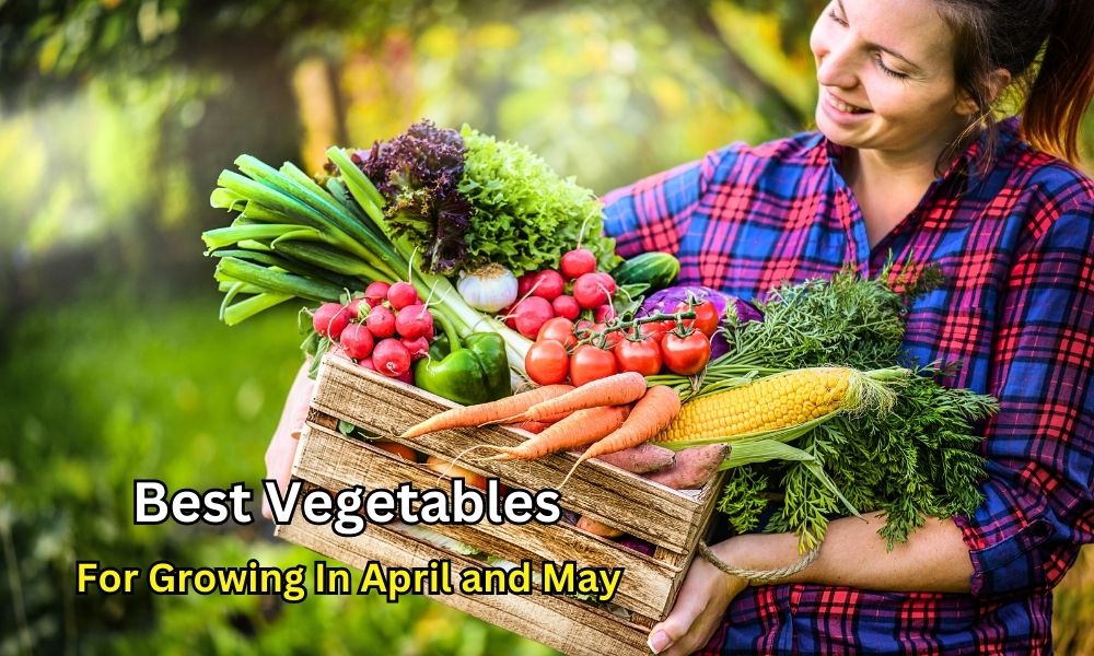 Vegetables You Can Grow in April and May for a Bountiful Summer Harvest ...