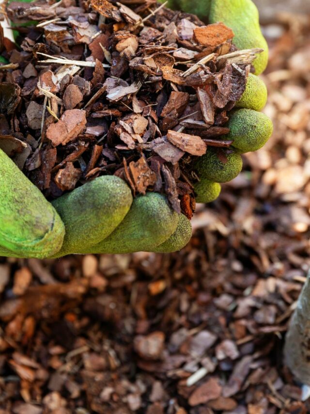 How to Mulch Your Home Garden: A Step-by-Step Guide