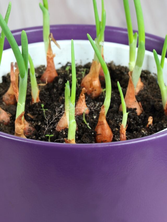 How To Plant Bulbs Mulch at Mary Bilbo blog