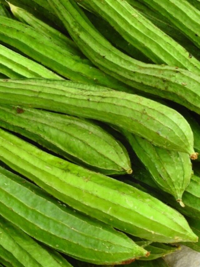 Grow Your Own Fresh and Healthy Ridge Gourd (Torai) at Home ...