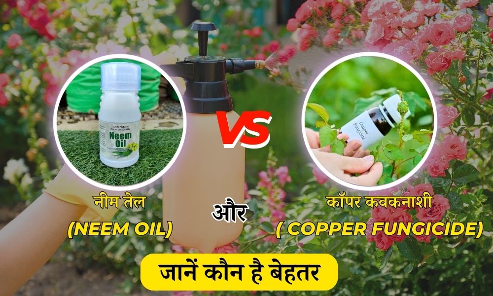 नीम तेल और कॉपर कवकनाशी, जानें कौन है बेहतर - Copper Fungicide Vs Neem ...