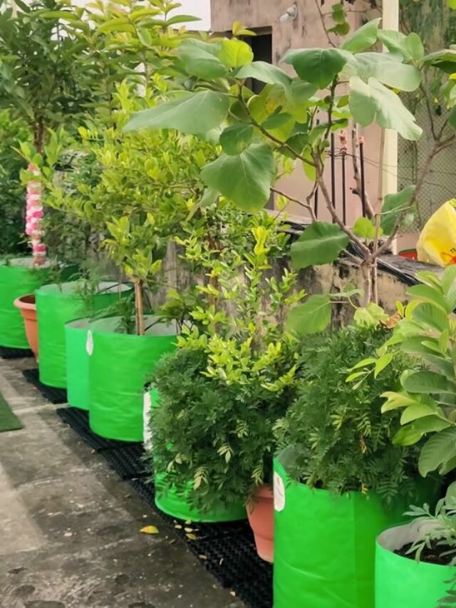 Greening Your Rooftop: A Guide to Planting Trees on Terrace