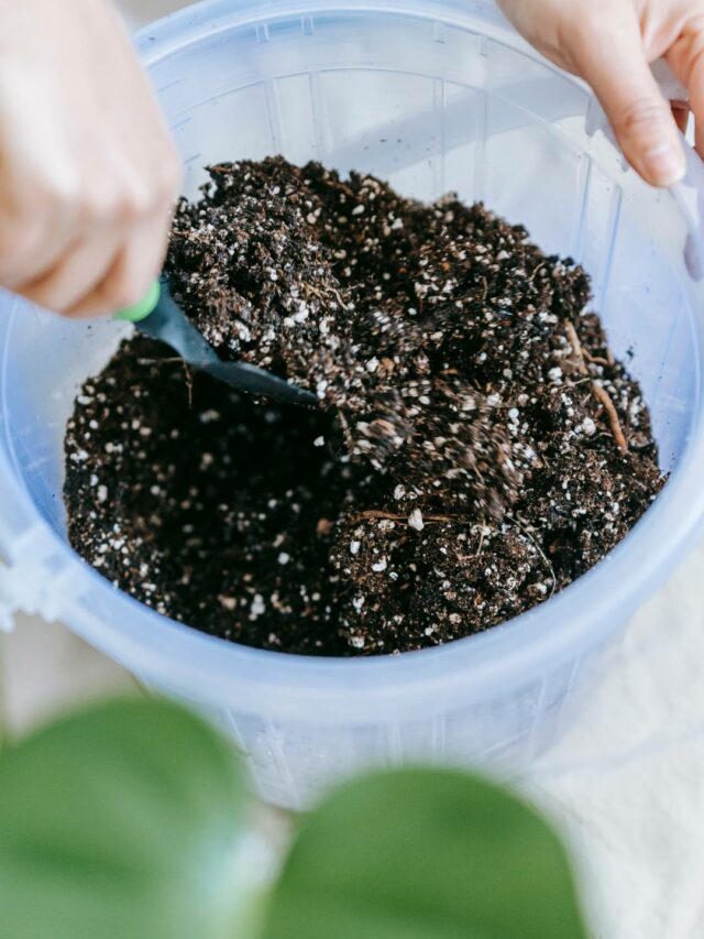 Preparing the Ideal Growing Medium: A Step-by-Step Guide - Organicbazar ...