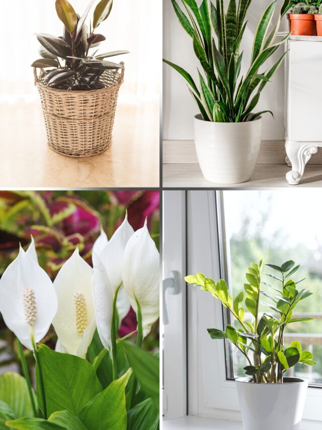 Easy-to-Grow Houseplants for Better Living in Indian Homes ...