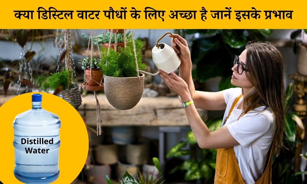 क्या डिस्टिल वाटर पौधों के लिए अच्छा होता है जानें इसके प्रभाव - Impact Of Distilled Water For ...