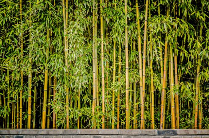 How To Grow Bamboo Plants From Seeds in Grow Bags