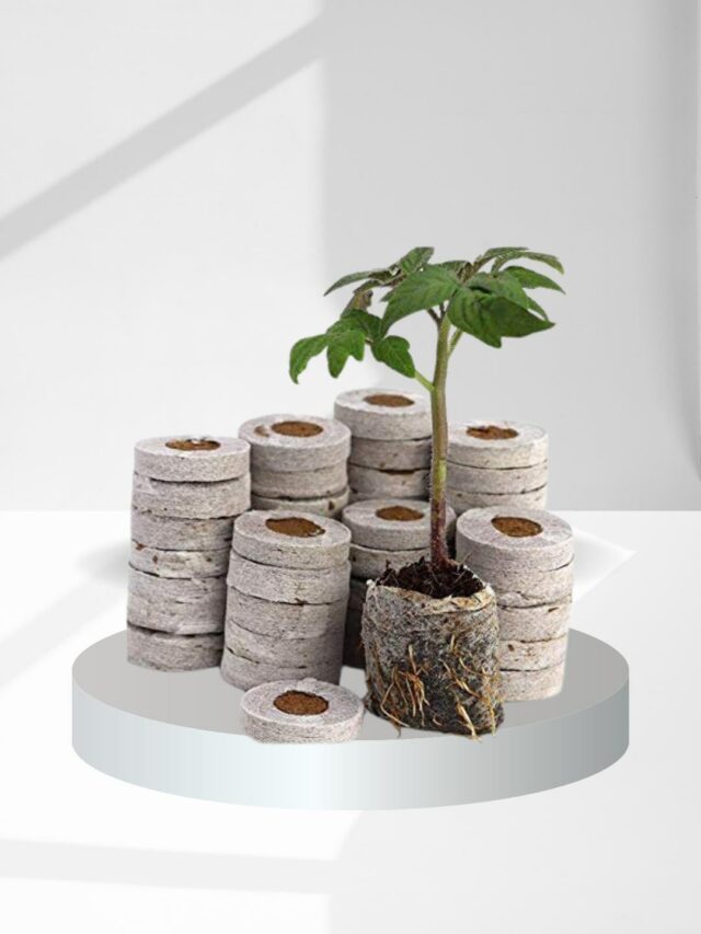 Unveiling the Benefits of Seed Germination with Coco Coins ...