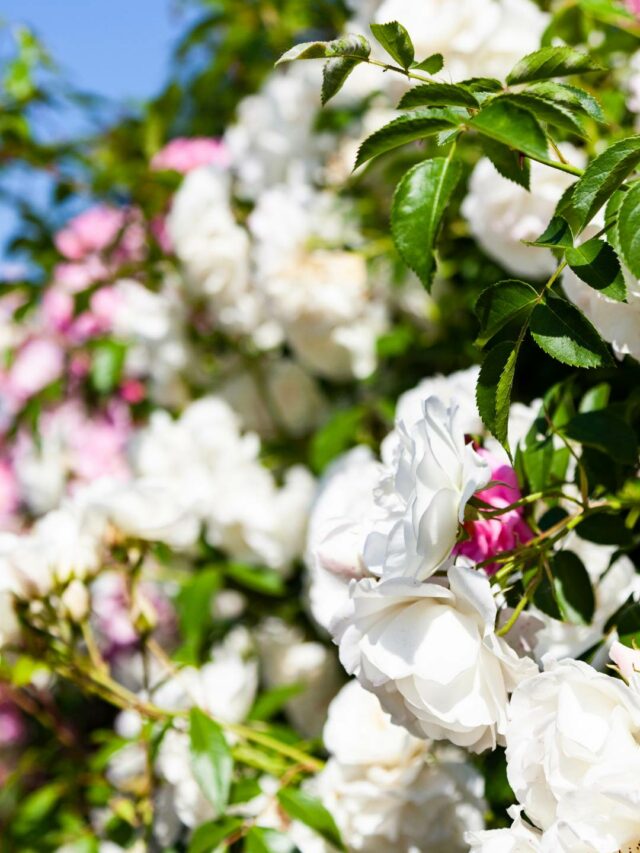 Top Fast-Growing Vines and Climbing Flowers for Your Garden ...