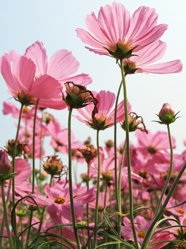 Top Flowers That Grow And Bloom In Rainy Season!