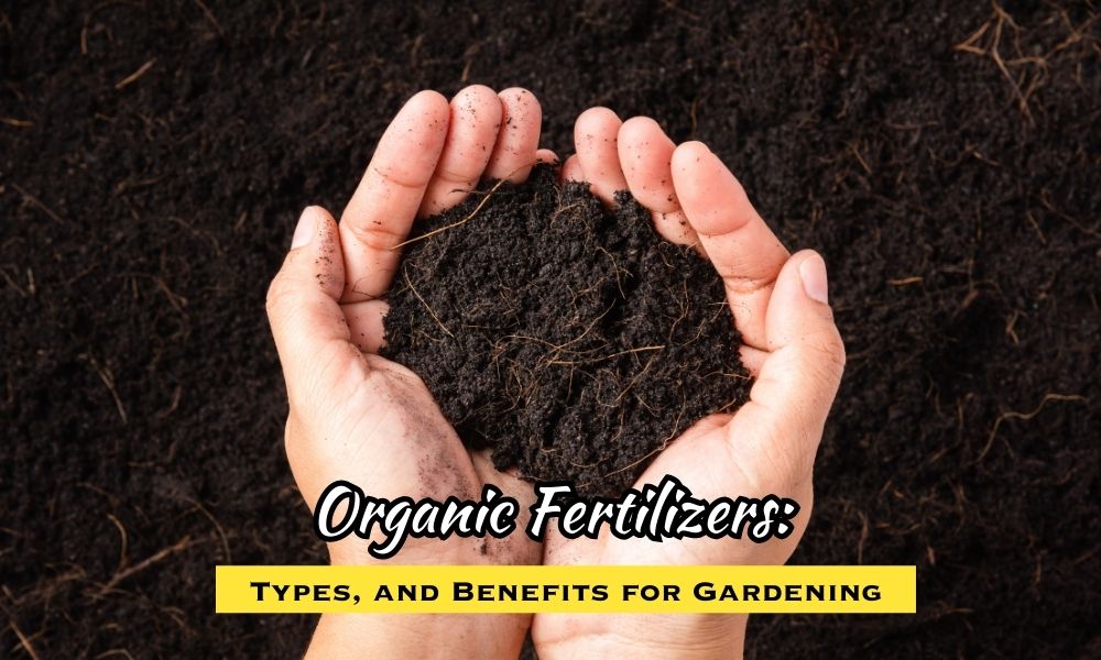 Organic Fertilizers: Types, and Benefits for Gardening