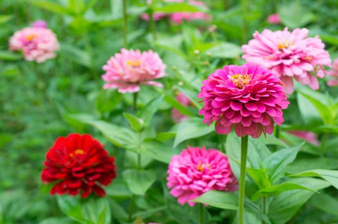 Beautiful Flowers That Grow In June To Brighten Your Garden