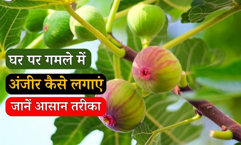 घर पर गमले में अंजीर कैसे लगाएं - How To Plant Figs (Anjeer) In A Pot ...