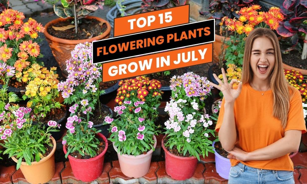 Flowering Plants to Grow in July in India: A Guide to 15 Beautiful ...