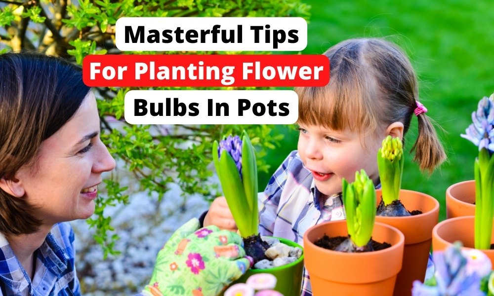 Masterful Tips For Planting and Growing Flower Bulbs In Your Home ...
