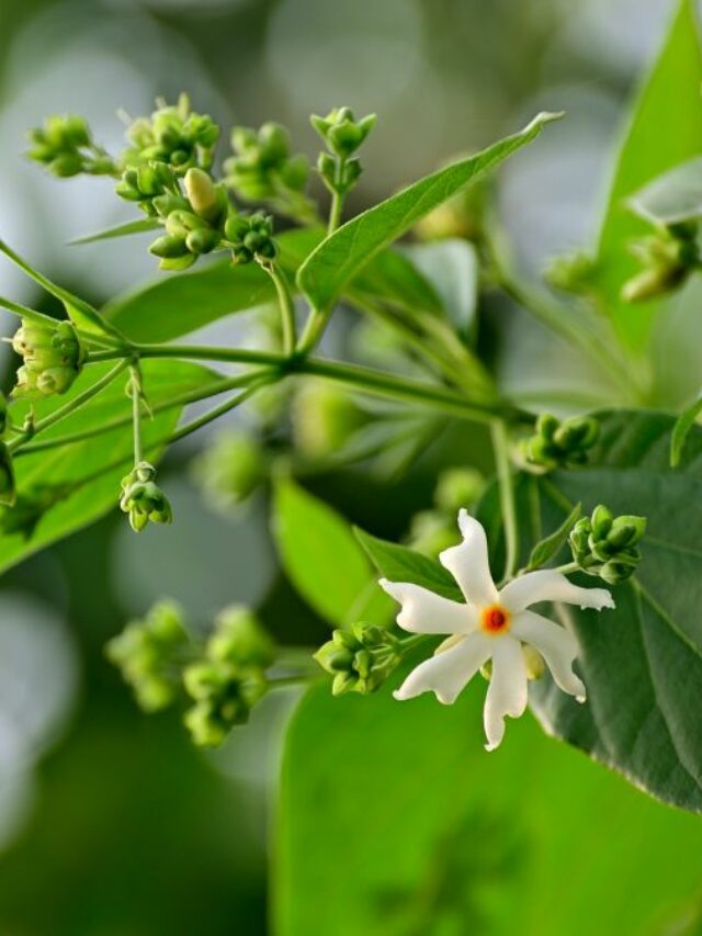 पारिजात के फूलो के साथ पत्ते भी हैं स्वर्ग का वरदान: घर में इस तरह ...