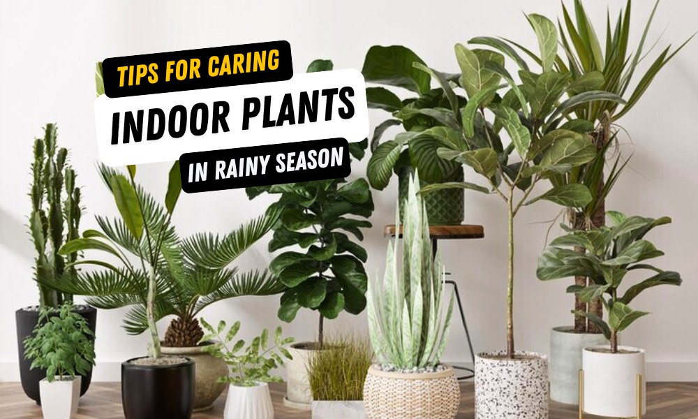 Easy Tips for Taking Care of Indoor Plants During the Rainy Season ...