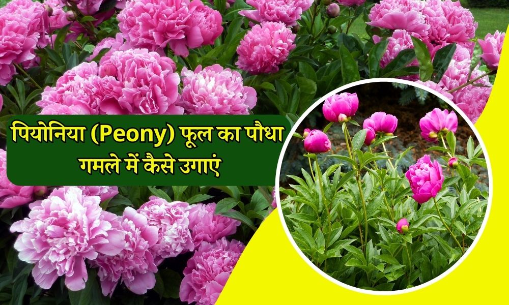 पियोनिया फूल का पौधा गमले में कैसे उगाएं - How To Grow Peonies Flower ...