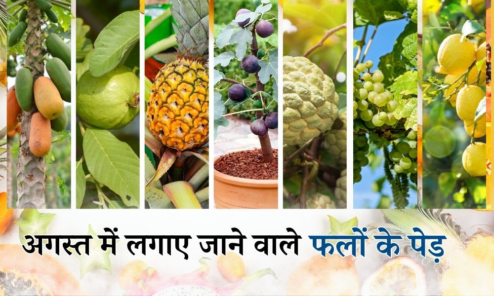 अगस्त में लगाए जाने वाले फल वाले पेड़ - Fruits To Be Planted In August ...