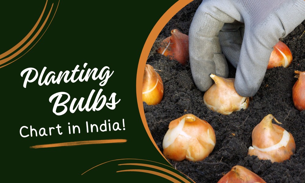Bulb Planting Chart: A Guide to Perfectly Timed Blooms - Organicbazar Blog
