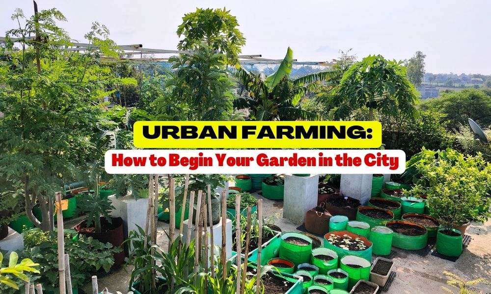 Urban Farming: How to Begin Your Garden in the City - Organicbazar Blog