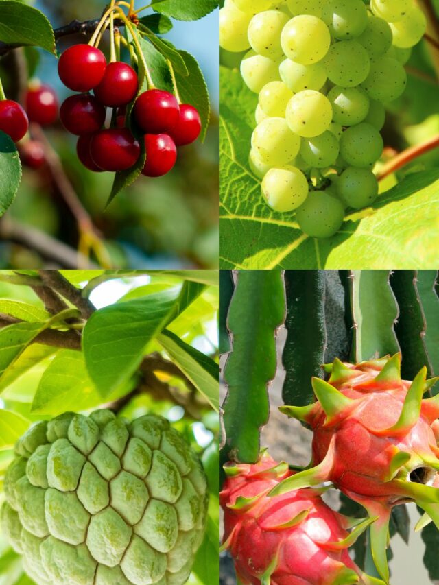 "August Delights: Fruits to Plant in Your Garden This Month ...