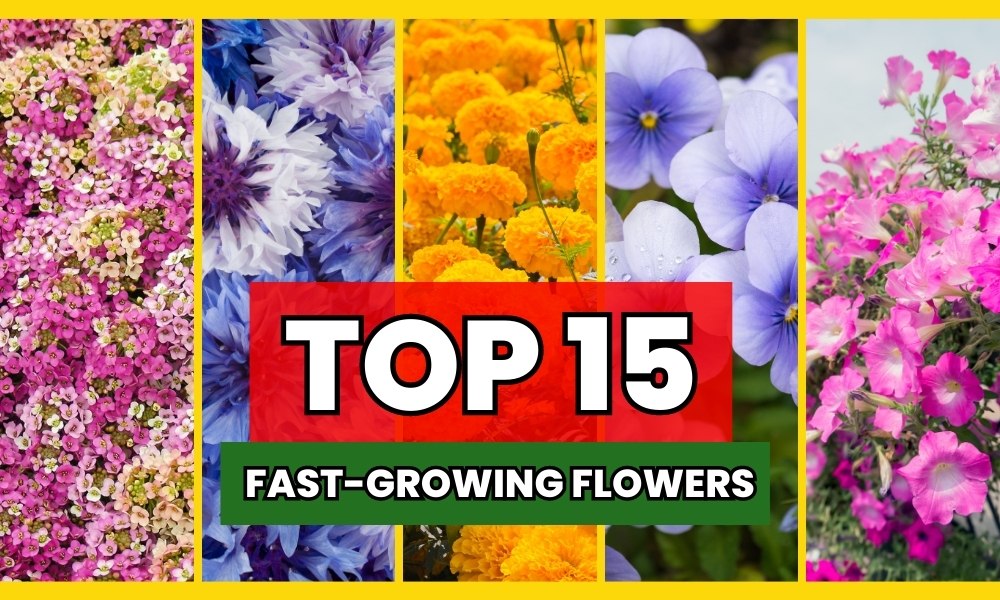 15 Fast-Growing Flowering Plants in India: Adding Color in No Time ...