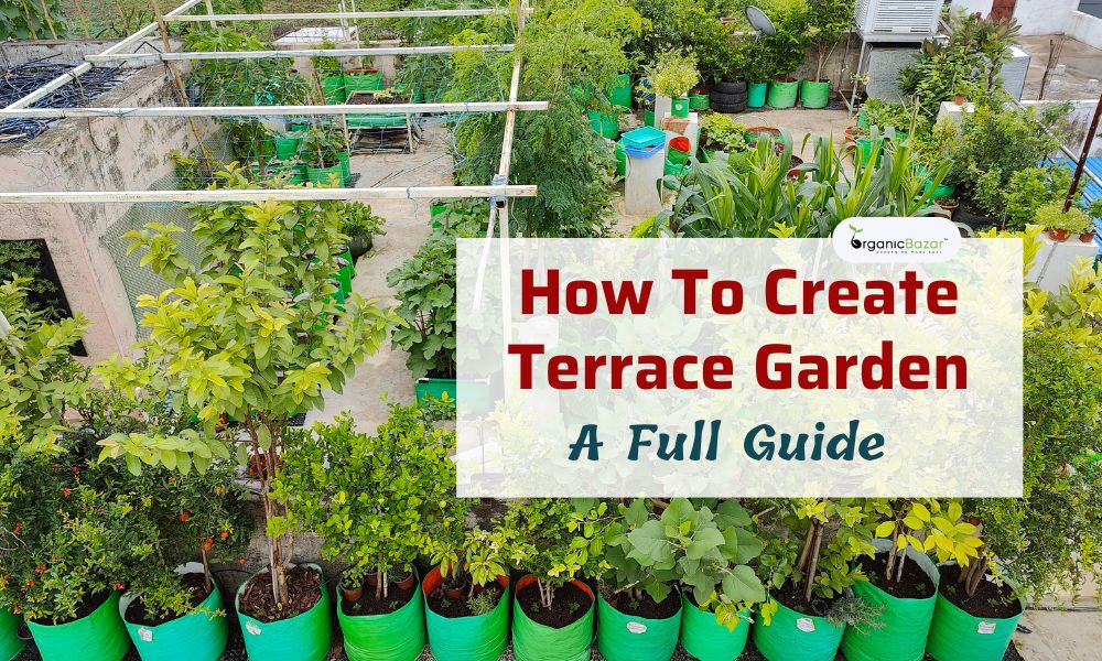 How To Create Your Terrace Garden: A Full Guide - Organicbazar Blog