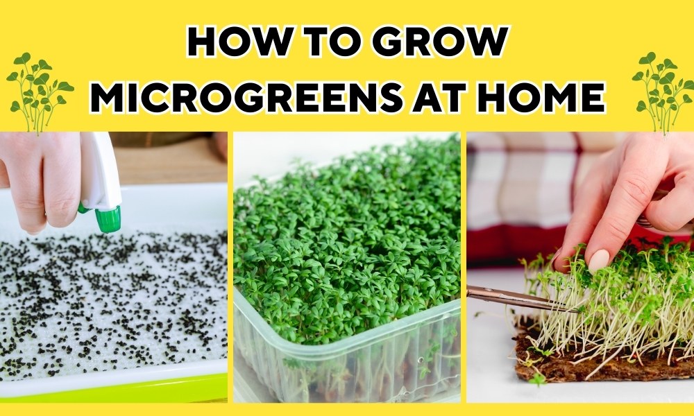 How To Grow Microgreens: A Step-By-Step Guide - Organicbazar Blog
