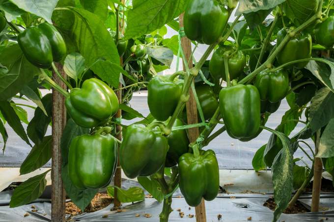 Growing Capsicum in Grow Bags from Seeds