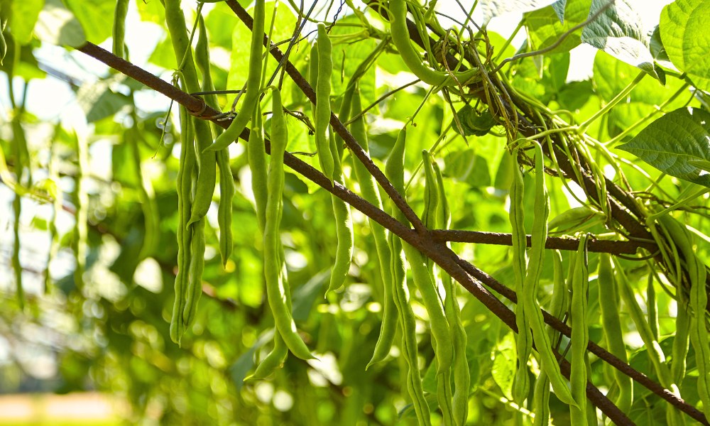 How to Grow Beans at Home: A Step-by-Step Guide - Organicbazar Blog
