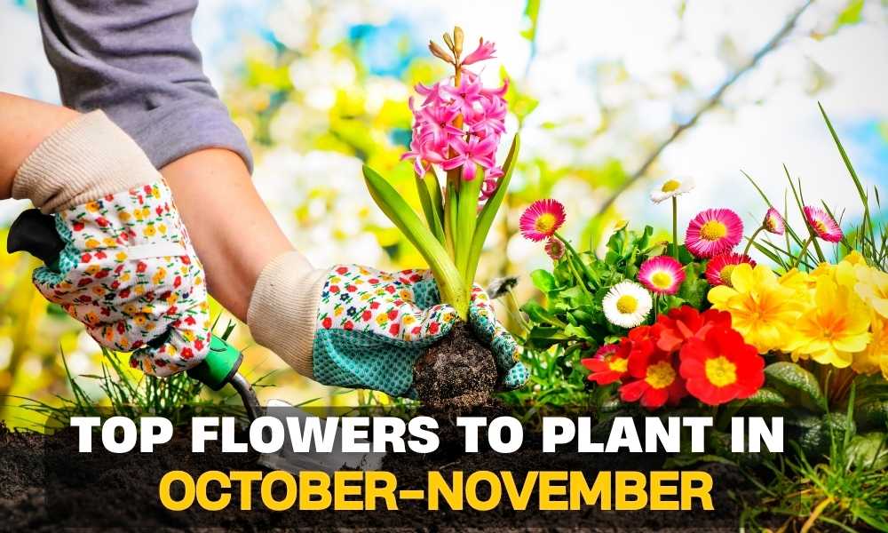 Best Flowers to Plant in October-November In India - Organicbazar Blog
