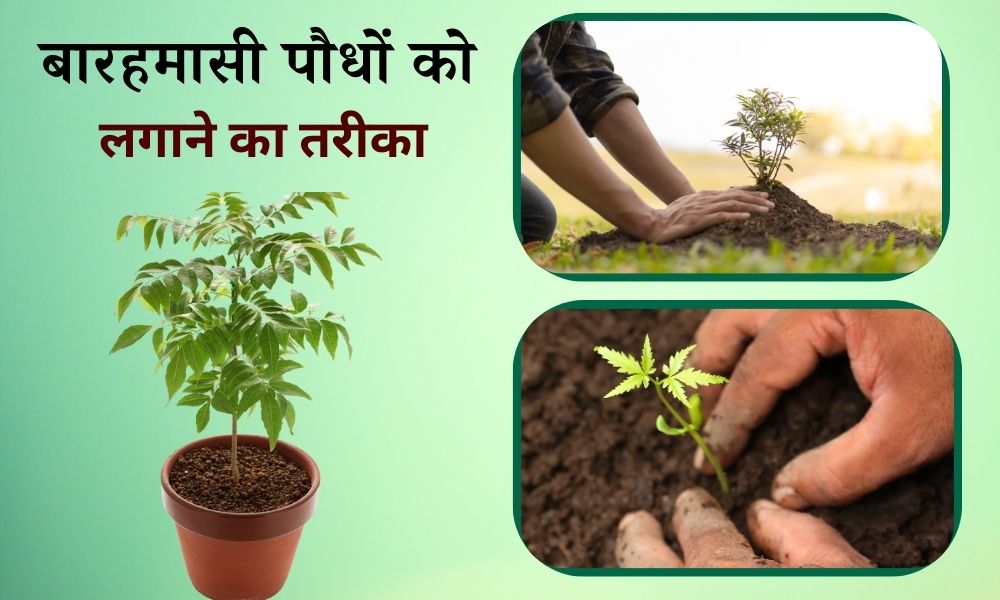 गमले में बारहमासी पौधे कैसे उगाएं - How To Grow Perennial Plants In Pot ...