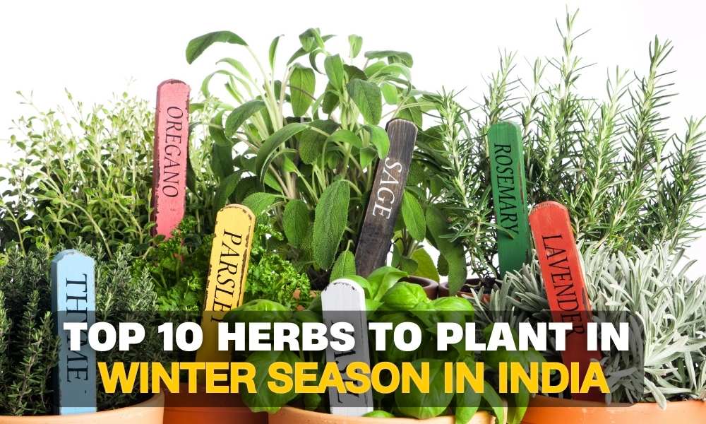 Top 10 Herbs To Plant In The Winter Season In India - Organicbazar Blog