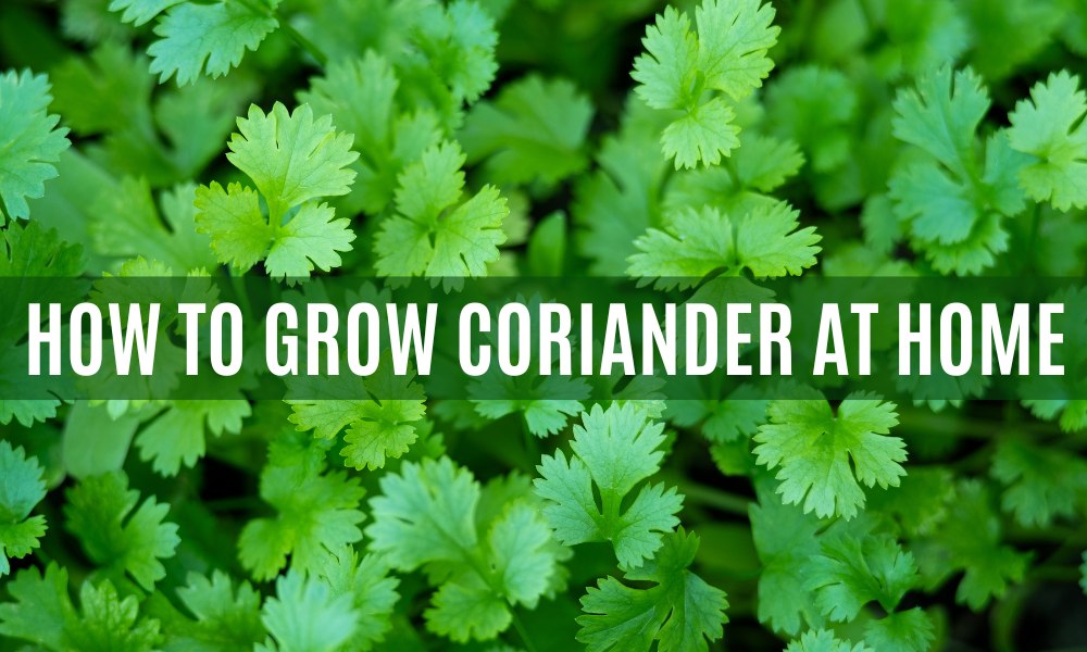 How To Grow Coriander at Home: From Seeds to Indoor, Pots, and Beyond ...